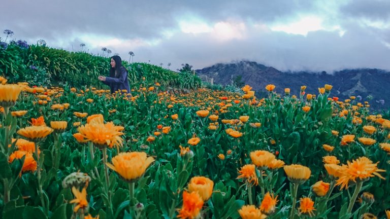 2023 NORTHERN BLOSSOM FLOWER FARM ATOK, BENGUET: DIY TRAVEL GUIDE ...