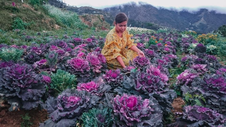 2025 NORTHERN BLOSSOM FLOWER FARM ATOK, BENGUET: DIY TRAVEL GUIDE ...